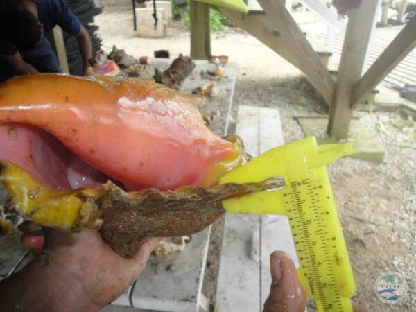 Conch Lip Thickness – TIDE